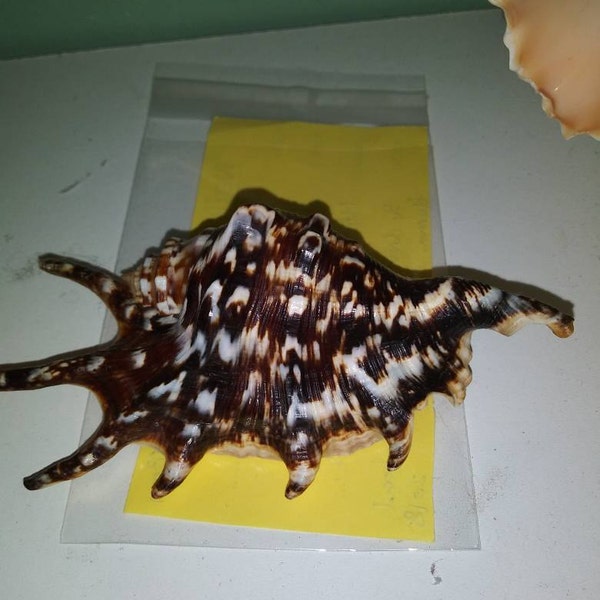 Seashell Spondylus Imperialis | Spondylidae | Imperial Thorny Oyster ...