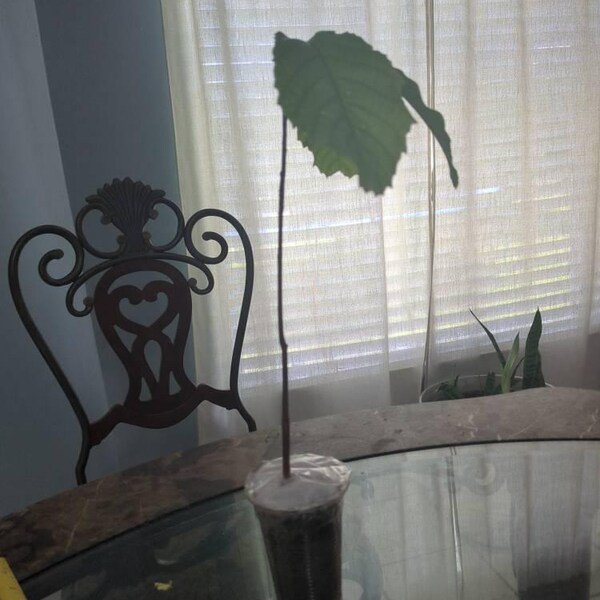 Theobroma Cacao Amelonado/forastero Live Rooted Plant Tree - Etsy