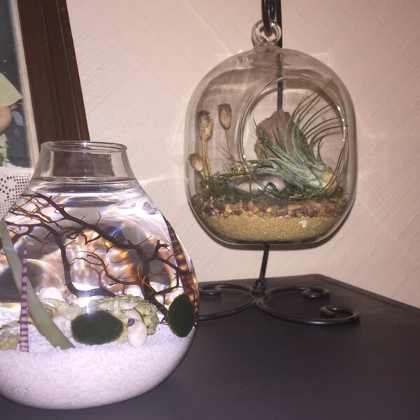 Modern Terrarium Studio Book for Succulent & Air Plant Terrariums and ...