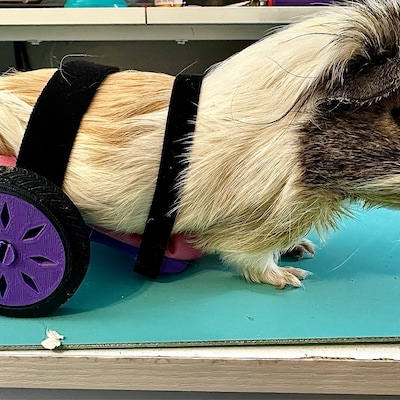 Guinea Pig Wheelchair. the Original Gprover. - Etsy