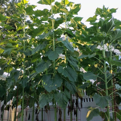 PREMIUM STEVEN DERYCKE sunflower Grower Guru Super Tall Sunflower ...