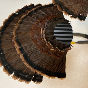 4 Fan Turkey Fan Display With 20 Beard Shelf With 5 Plaque - Etsy