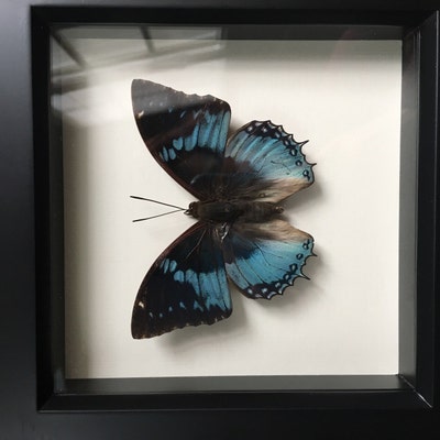 Blue Charax Real Framed Butterfly Shadowbox Display - Etsy