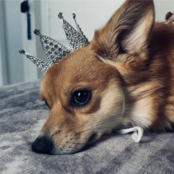 Princess Dog Crown, Adjustable Pet Tiara - Etsy