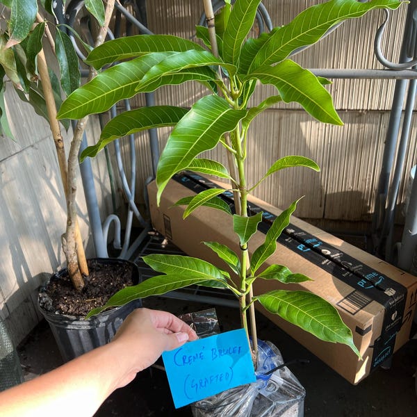 Indian Pakstani Mango Tree Chaunsa Mango Grafted the Best Mango in the ...