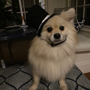 Dog Top Hat Wedding Top Hat Dogs Party Dog Hat Pet Hat Dog - Etsy