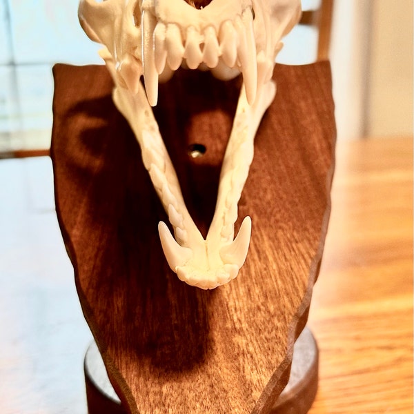 Coyote European Mount Pedestal - Plaque - Coyote - Skull Mount ...