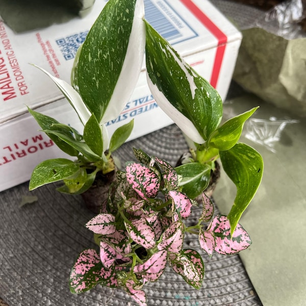 Columnea Gloriosa “flying Goldfish Plant” Starter Plant **(ALL Plants ...