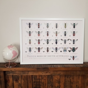 Native Bees of Western Australia Poster - Etsy Australia