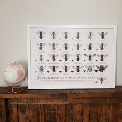 Native Bees of Queensland Poster third Edition - Etsy Australia