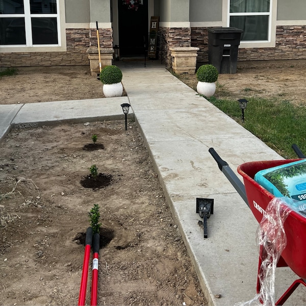 Green Mountain Boxwood Upright Conical Buxus Live Plant Low Maintenance ...