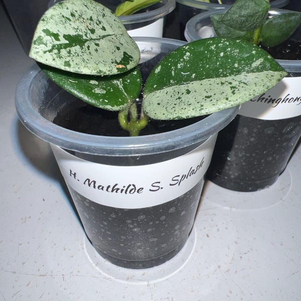 Hoya Mathilde Splash/silver UNROOTED - Etsy