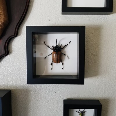 Framed Rhino Beetle Taxidermy Museum Display 6.5x6.5 - Etsy