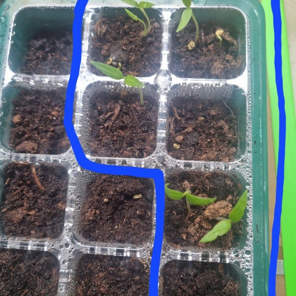 한국 고추 Seeds(15) Korean Pepper Seeds - Etsy