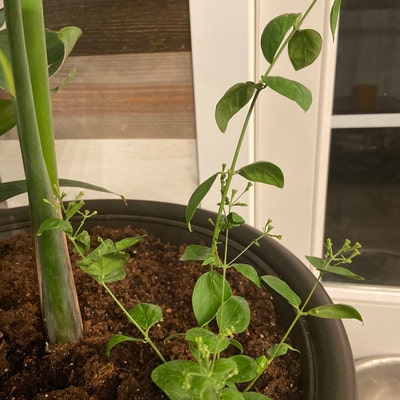 Jui Jasmine Plant virajaji/jaji/jasmine/jasminum Auriculatum/jui/juhi ...