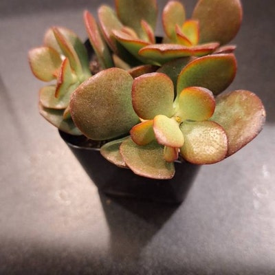 Peperomia ruby Cascade Trailing Succulent, Indoor Plant - Etsy