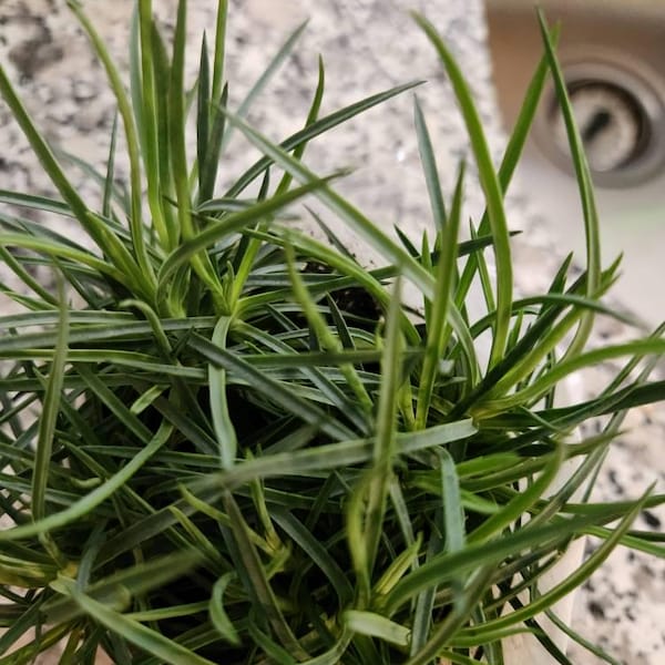 5 Mixed Coreopsis Starter Perennials. Loves Sun. Super Easy to Grow ...