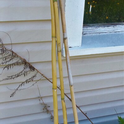 Natal Plum, Large Num Num Plant Cutting Organic Fruit Carissa ...