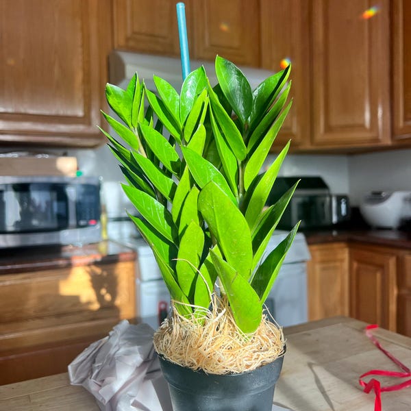 FOSTER 4-pack LIVE 4 Inch Kalanchoe, Blooming Houseplant, Gardening ...