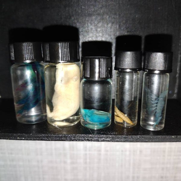 Mystery Oddity WET SPECIMEN Surprise Box - Animal Kingdom - Etsy