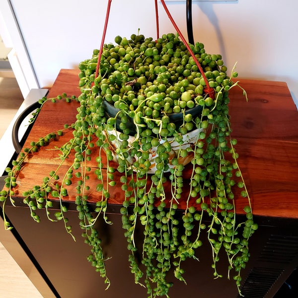 Hanging String of Pearls Succulent Plant - Etsy