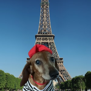 Complete French Cat Outfit Cat Beret Ascot and Striped Shirt - Etsy