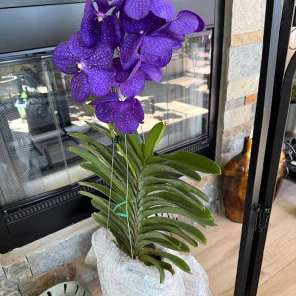 Vanda Orchids With Hanging Pot XL Size - Etsy