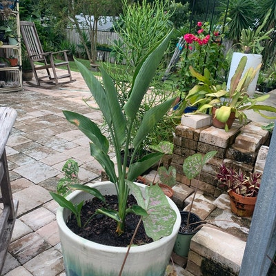 Variegated Tri Color Ginger Tropical Plan,t Red, Green, White, Garden ...
