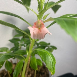 100 White Dove Orchid Flower Seed and 20 Laughing Bumblebee Seed High ...