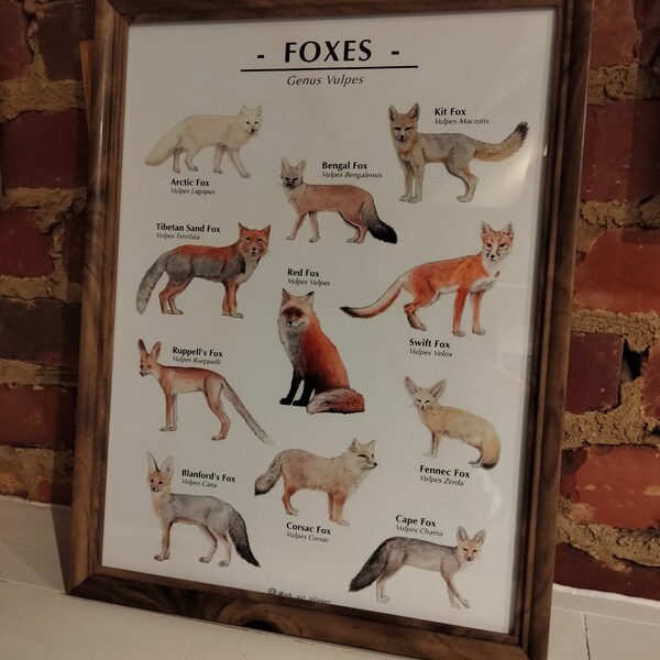 Fox Species Poster English | Fox Species | Scientific Animals Poster ...