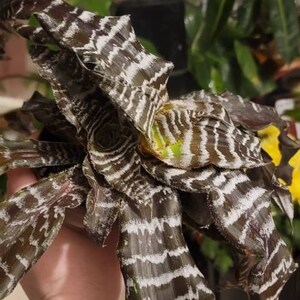 Variegated Mini Jade Bonsai Start Portulacaria Afra Grown in an 8 Pot ...