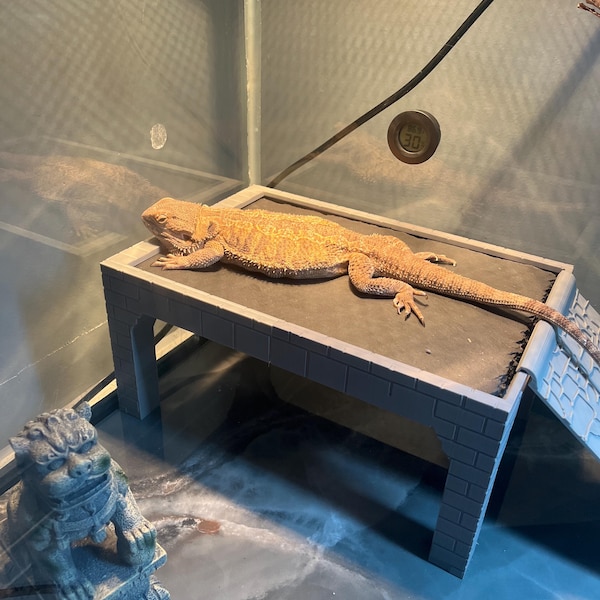Bearded Dragon Sahara Bundle | Lounge Chair, Picnic Table Greens Dish ...