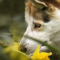 Hair Overlays, Curls Overlays, Wigs PNG, Digital Hair, Painted Hair, PNG Set, Wigs Photoshop PNG ...