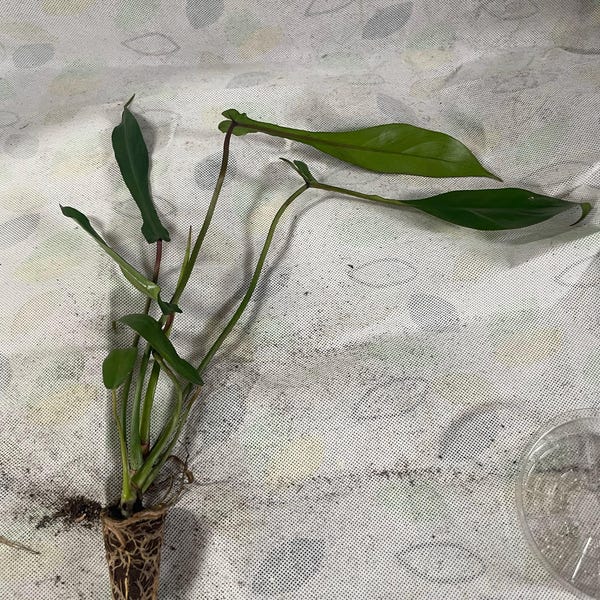 Philodendron White Princess #2 Starter Plant (ALL STARTER PLANTS ...
