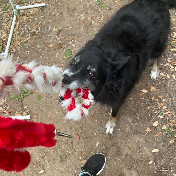 Flying Furball Tennis Tug - Etsy