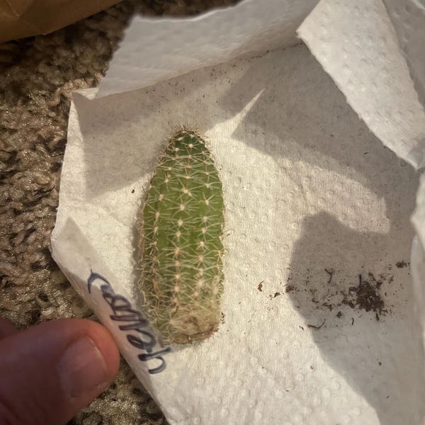 Hildewintera Colademononis Monkey Tail Cactus Seeds Super Furry Hybrid ...