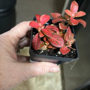 Begonia monica - Etsy