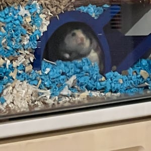 Hamster Heart Watchbox Underground Tunnel Hideout House Home for Gerbil ...