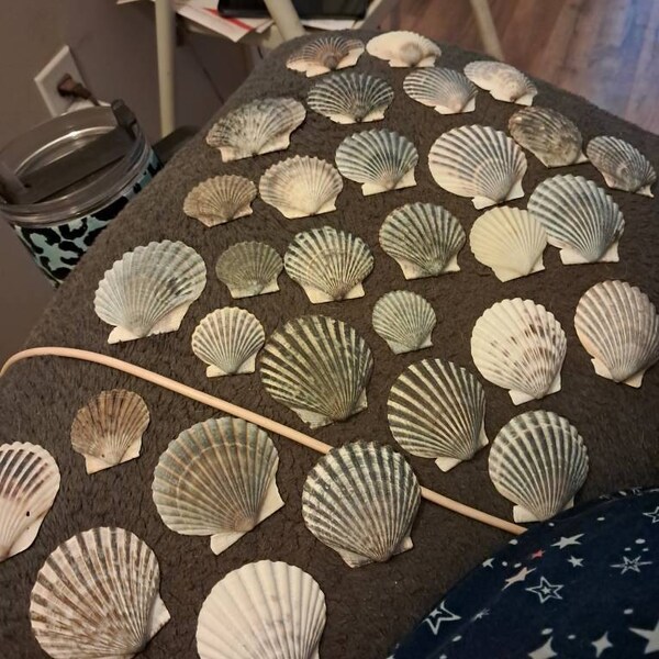 25 Assorted (2" and Under) Cape Cod Scallop Shells All Natural - Etsy