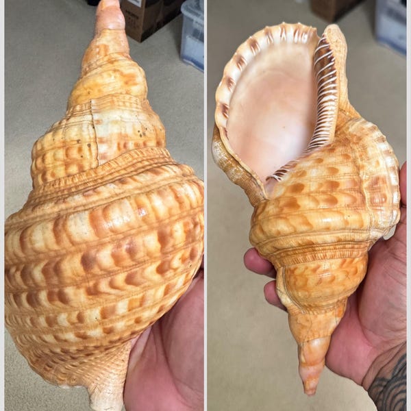 6.20" FLORIDA Keys BEACH Collected Juvenile Roller Queen, Pink Conch ...