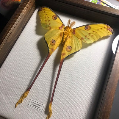 MUTATED Luna Moth Shadow Box Female Actias Luna With Eyespot Mutation ...