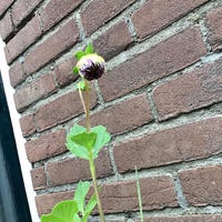 Tumbling Ted SOAPWORT SAPONARIA OCYMOIDES 700 Seeds Trailing Flower ...