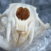 Exquisite Real Mink Skull Bone Specimen After Cleaned and Bleached - Etsy