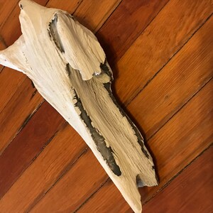 Texas Natural Rotted Petrified Wood Log Agatized Fossil Hard - Etsy