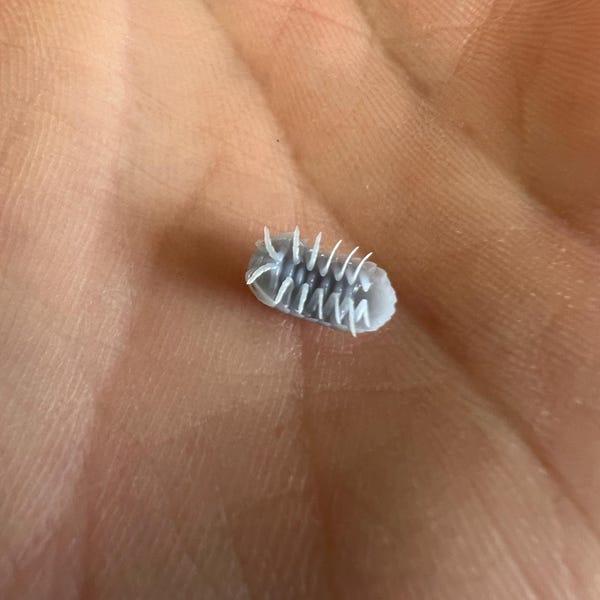 Deep Sea Isopod Dango Mushi Gachapon Figures Set 11 - Etsy