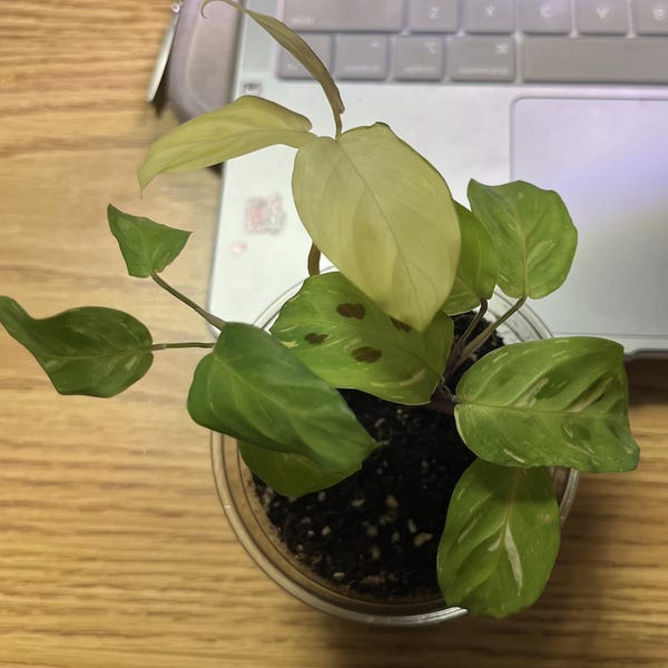 Variegated Maranta Prayer Plants, Beauty Kim Variegated, High ...