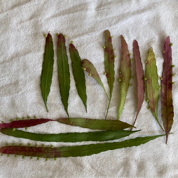 Mamey Sapote Seed - Etsy