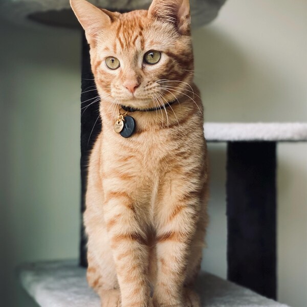 Cat Tag, Leather Tag, Silent ID Tag, Personalized Cat Tag, Small Dog ...