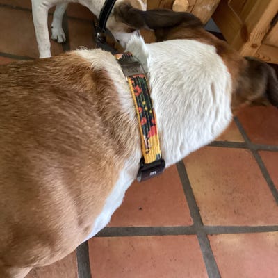 Rifle Paper Co Print Dog Collars 9 Cute Floral Trendy Patterns No ...