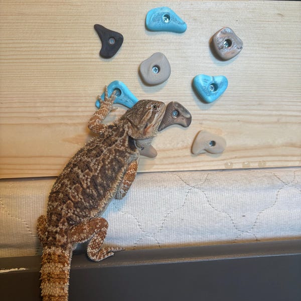 8x8 3D Printed Climbing Wall PANEL for Bearded Dragons & Other Reptiles ...